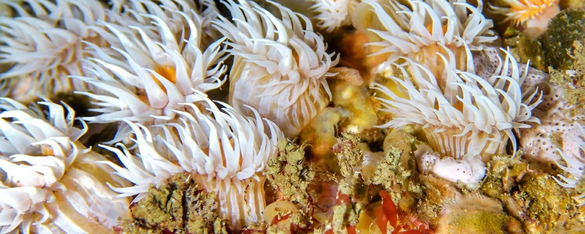 Visit Dive Academy Scuba Diving School with Discover Ireland