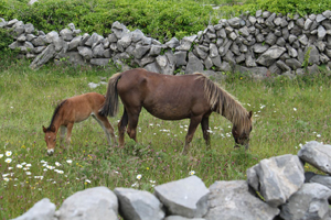 Visit Inis Meáin (Inishmaan) with Discover Ireland