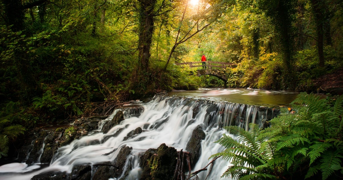 Go for a Forest Walk with Discover Ireland
