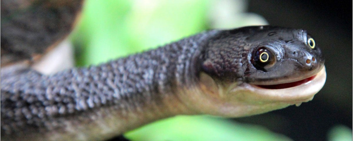 Visit The National Reptile Zoo with Discover Ireland