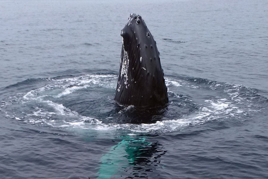 Visit Cork Whale Watch with Discover Ireland