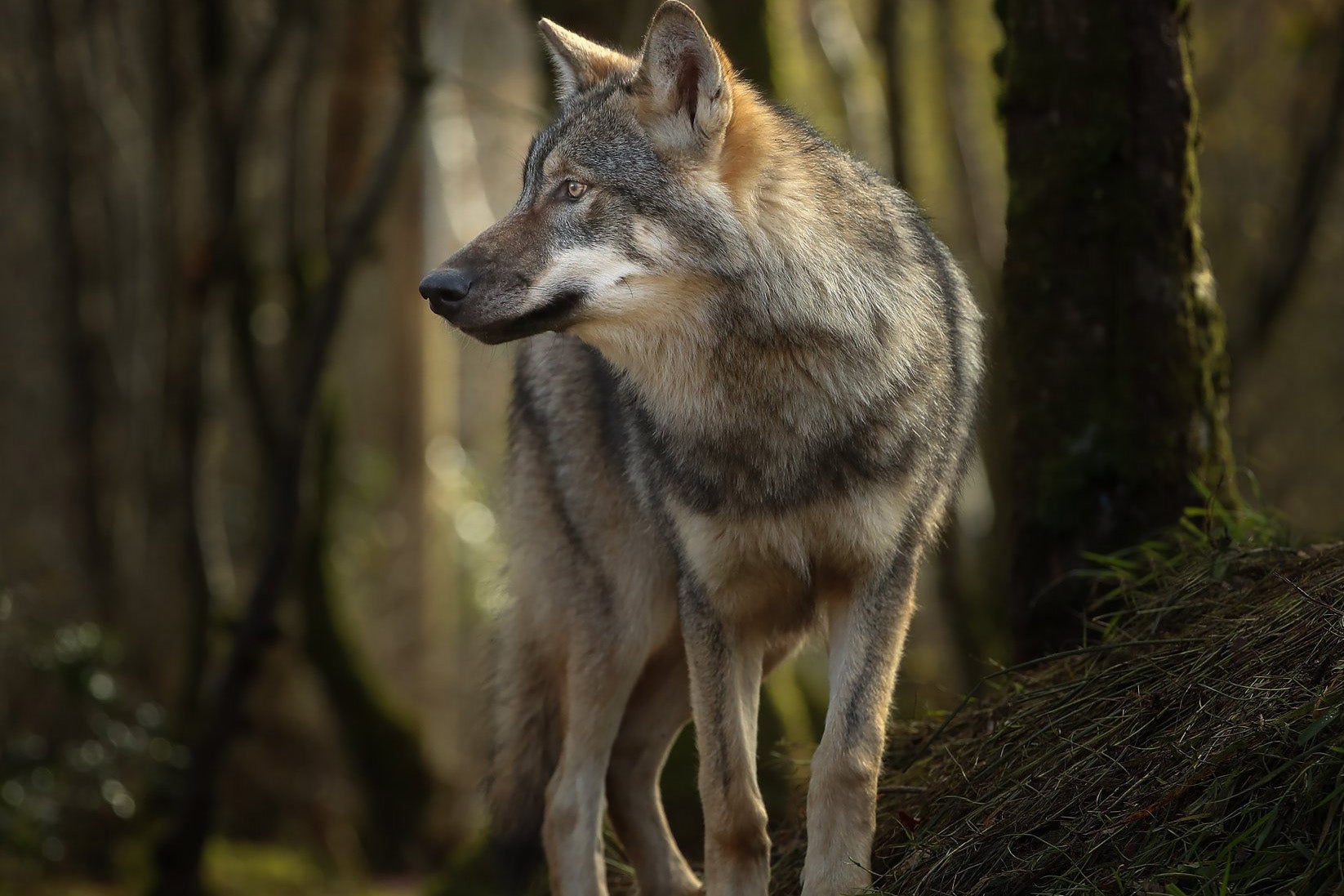 Visit Wild Ireland with Discover Ireland