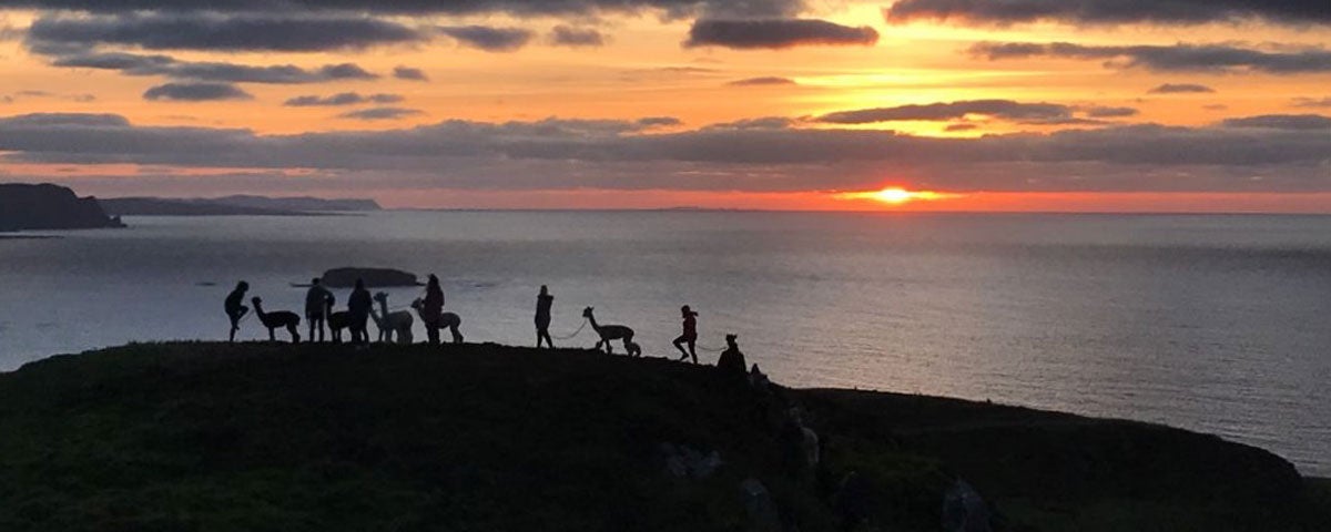 Visit Wild Alpaca Way with Discover Ireland