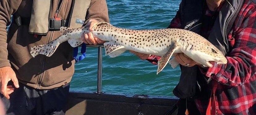 Visit Howth-Boats with Discover Ireland