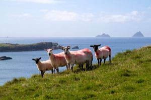 Visit Bray Head with Discover Ireland