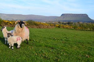 Visit Atlantic Sheepdogs with Discover Ireland