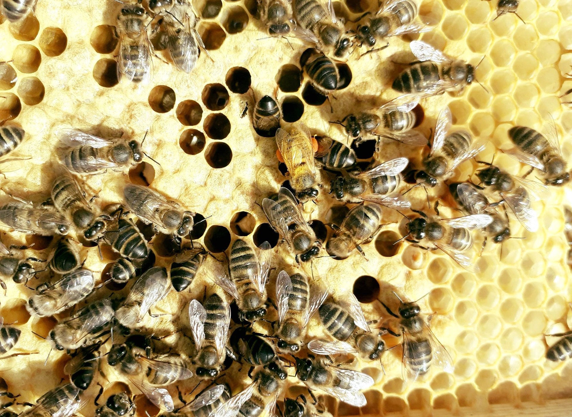 Visit Bee Wise Nature Trail with Discover Ireland