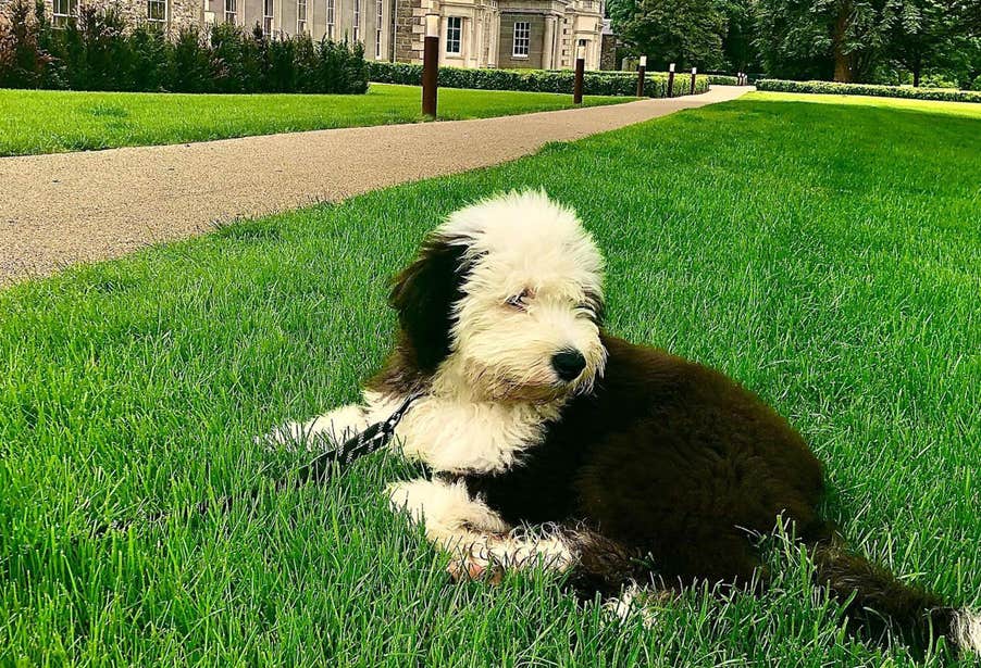 11 Dog and Pet-Friendly Hotels in Ireland