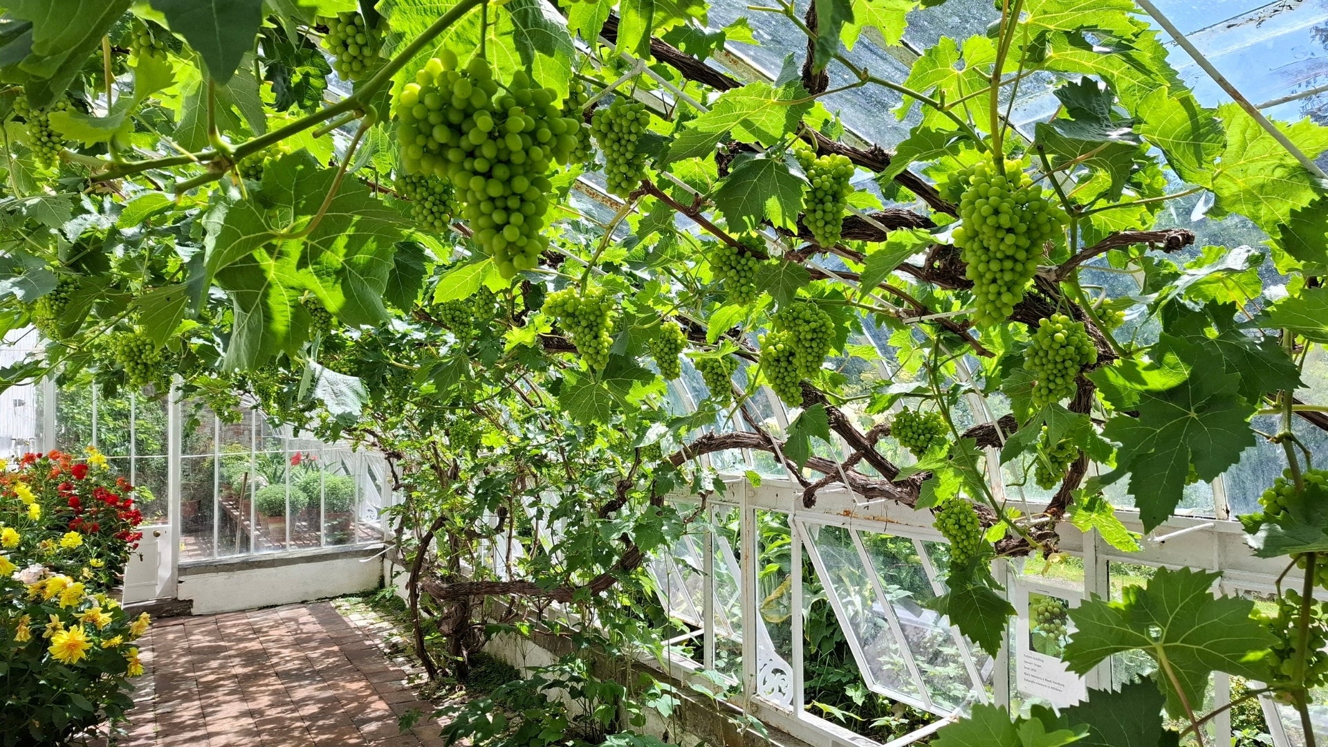 Visit Demonstration: Heard it on the Grapevine 'Winter Pruning' with ...