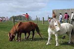 Visit Nore Valley Park Pet Farm with Discover Ireland