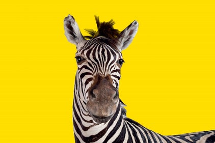 Late Night Opening: Dead Zoo Specimen Spotlight