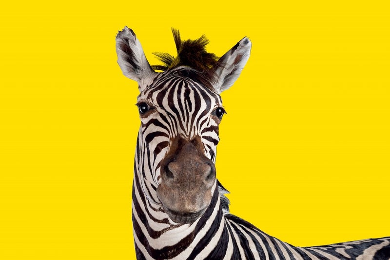 Late Night Opening: Dead Zoo Specimen Spotlight