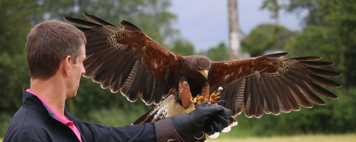 Visit Falconry Kerry with Discover Ireland