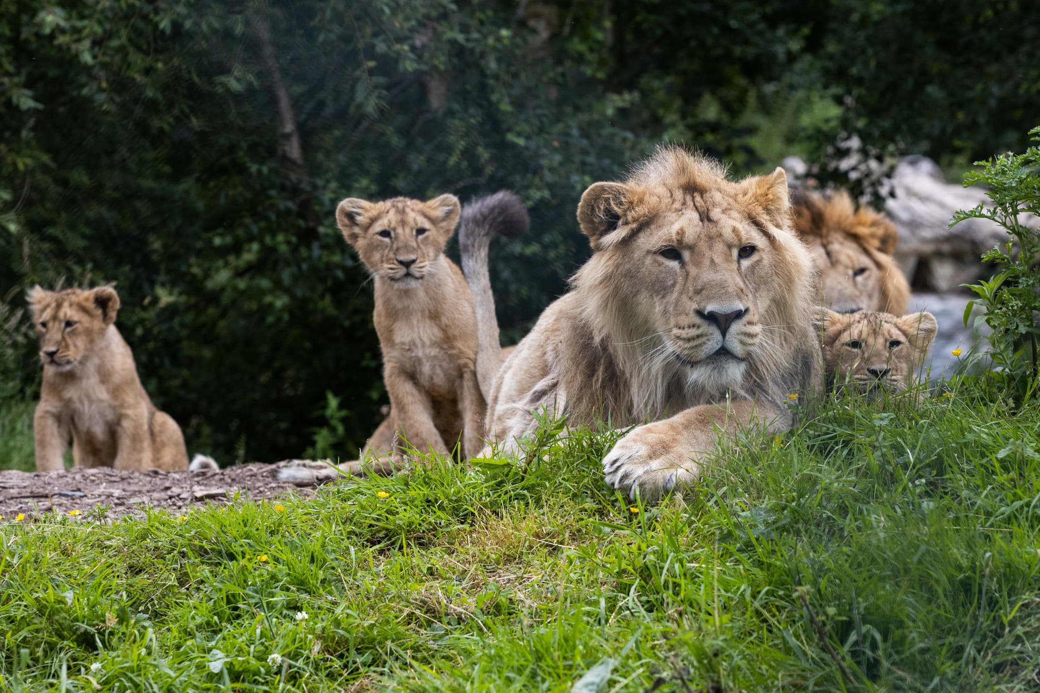 Visit Fota Wildlife Park with Discover Ireland