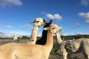 Visit The Flying Alpaca with Discover Ireland