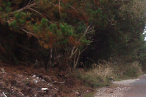 Visit Castlemorris - Holly Loop with Discover Ireland