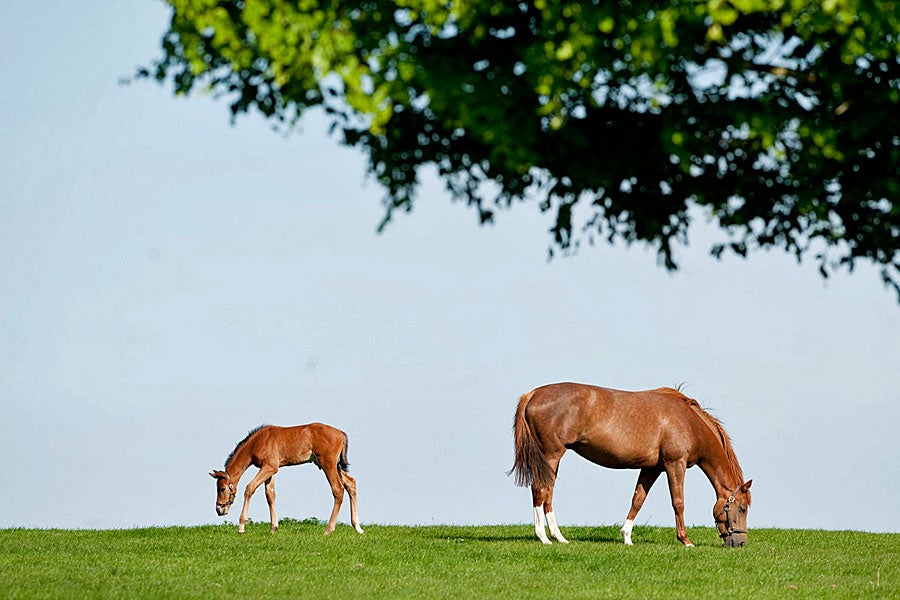 Visit The Irish National Stud & Gardens with Discover Ireland
