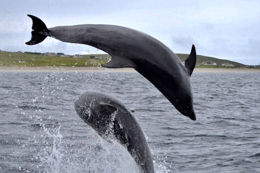 Visit Inishkea Islands with Discover Ireland