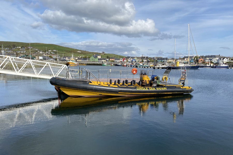 Visit Dingle Sea Safari with Discover Ireland