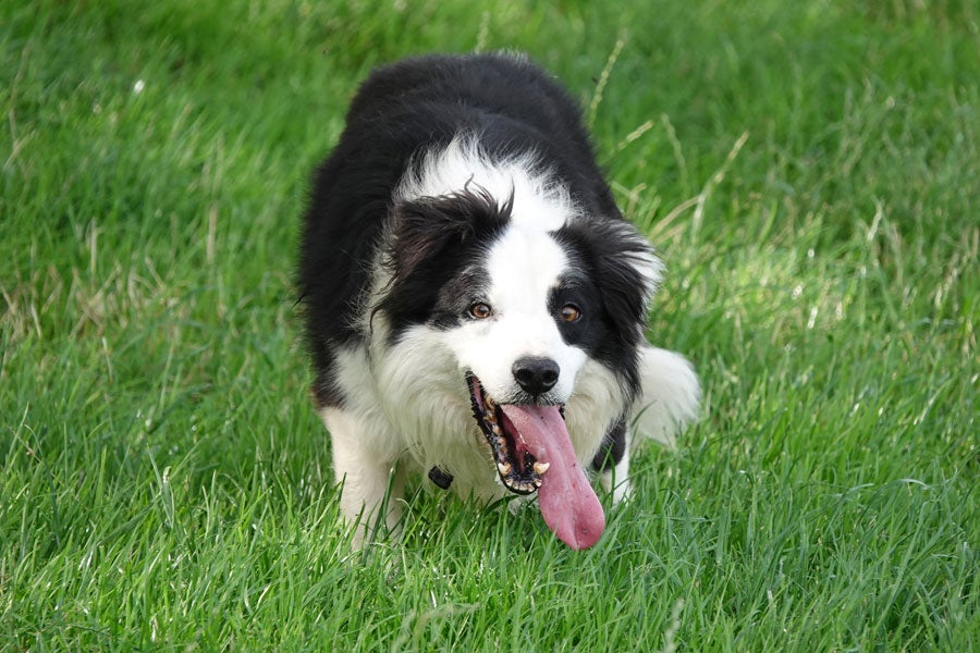 Visit Atlantic Sheepdogs with Discover Ireland