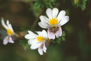 Visit Inis Fraoigh (Inishfree Island) with Discover Ireland