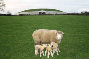 Visit Newgrange Open Farm and Coffee Shop with Discover Ireland
