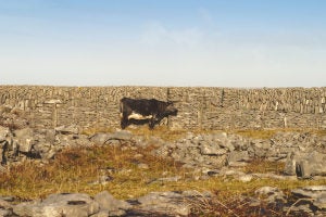 Visit Inis Meáin (Inishmaan) with Discover Ireland