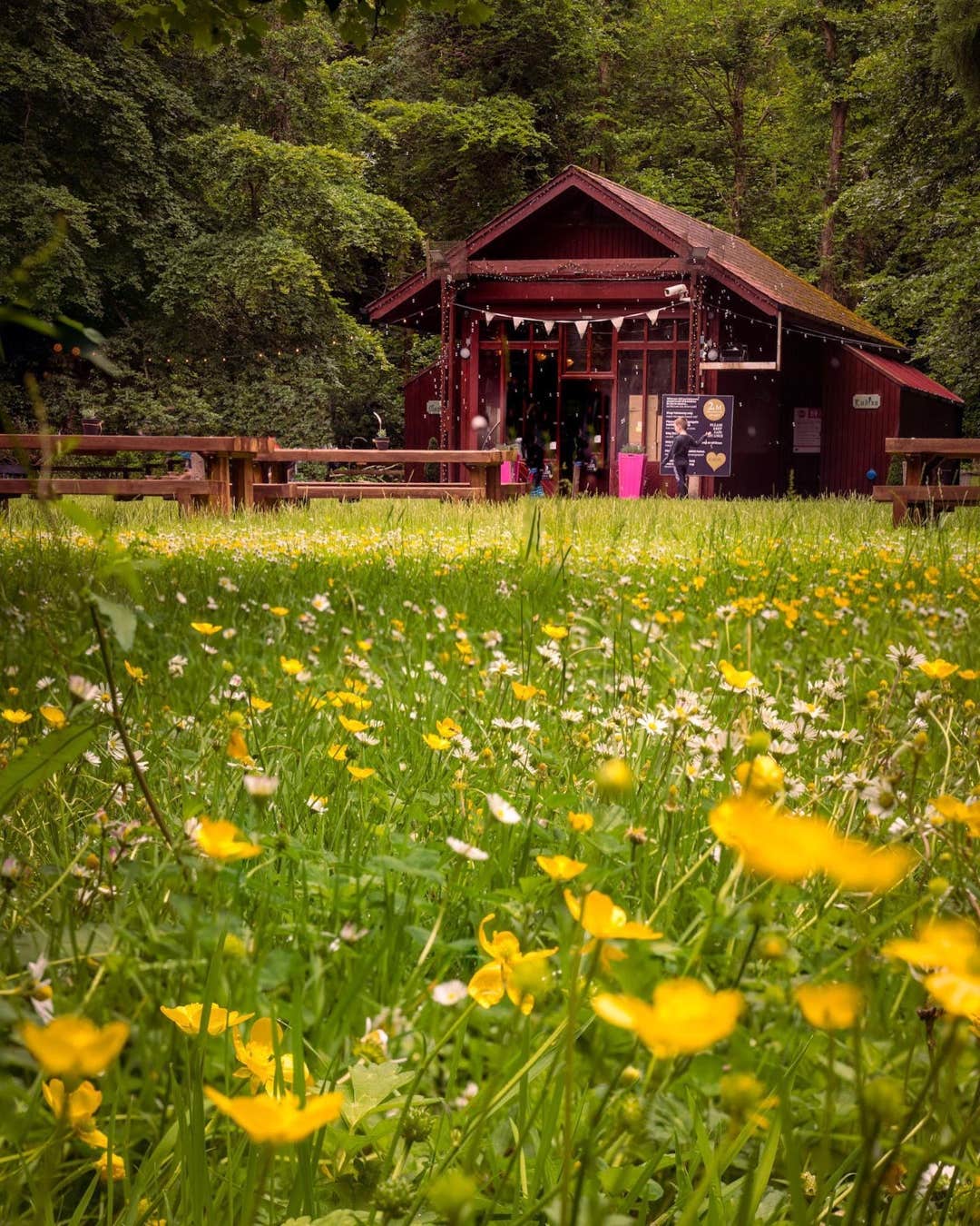Go for a Forest Walk with Discover Ireland