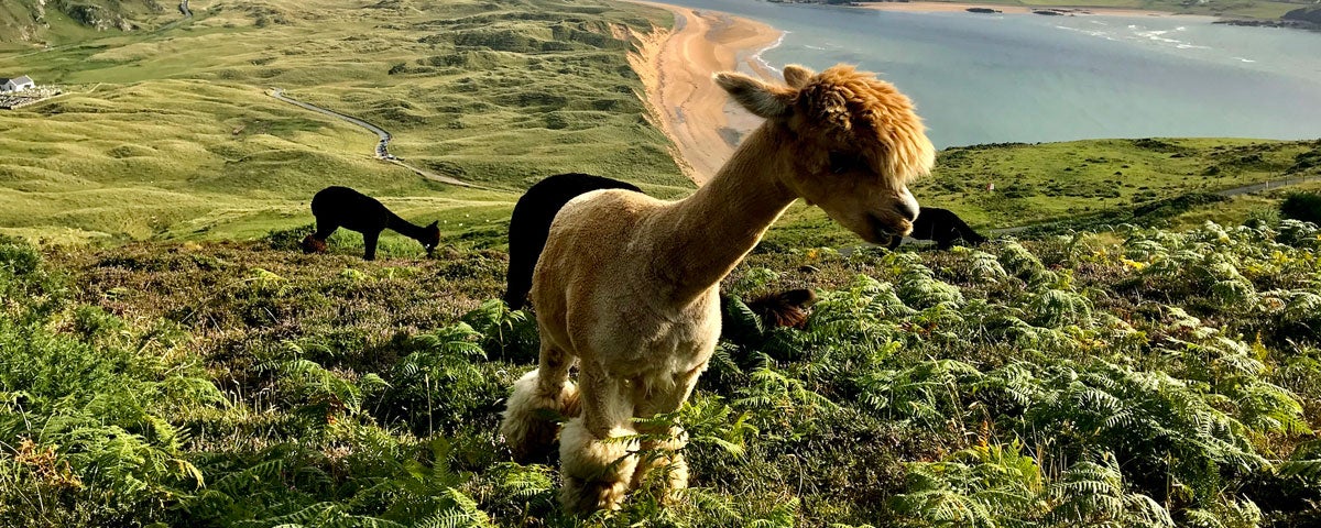 Visit Wild Alpaca Way with Discover Ireland