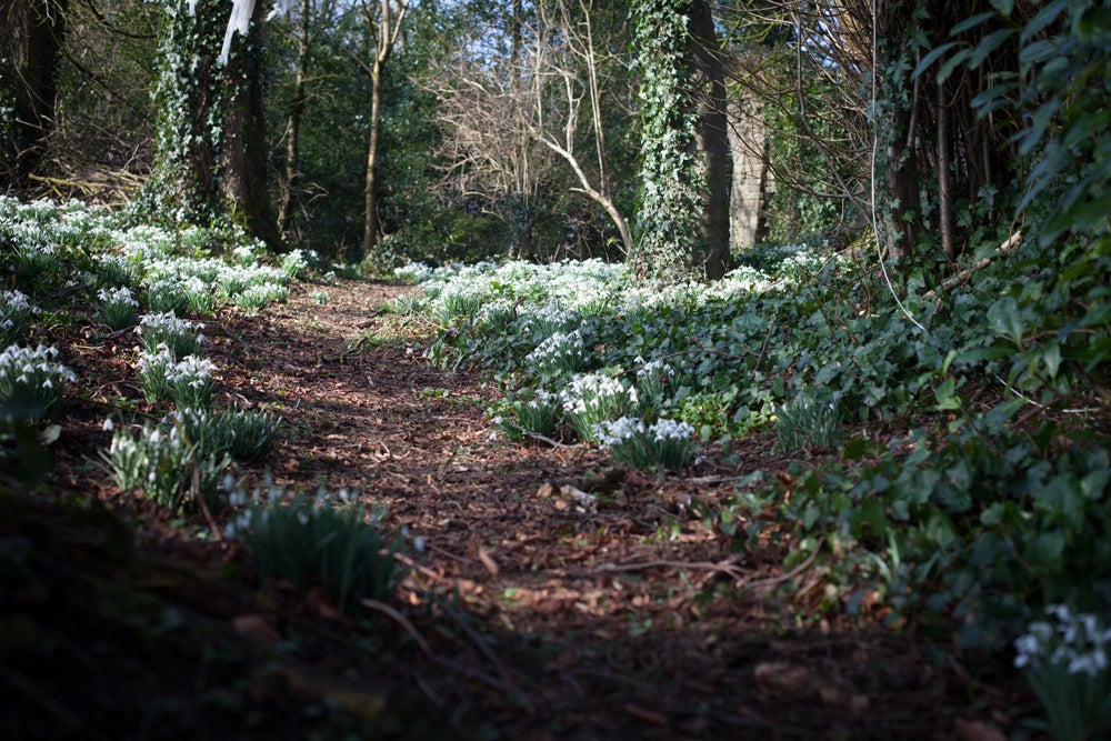 Visit Shankill Castle – A Snowdrop Wonderland with Discover Ireland