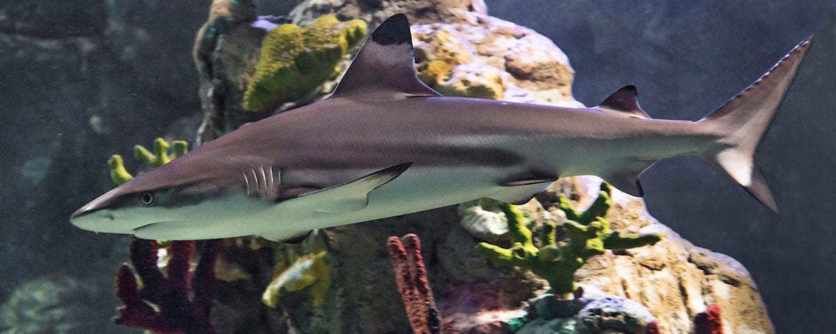 Shark tank at Sea Life Aquarium Bray