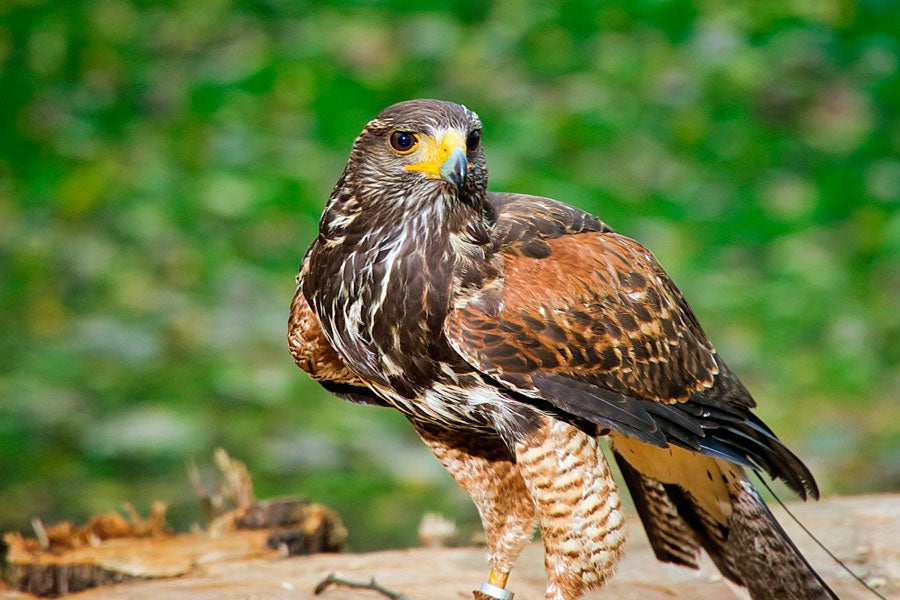 Visit Falconry Kerry with Discover Ireland