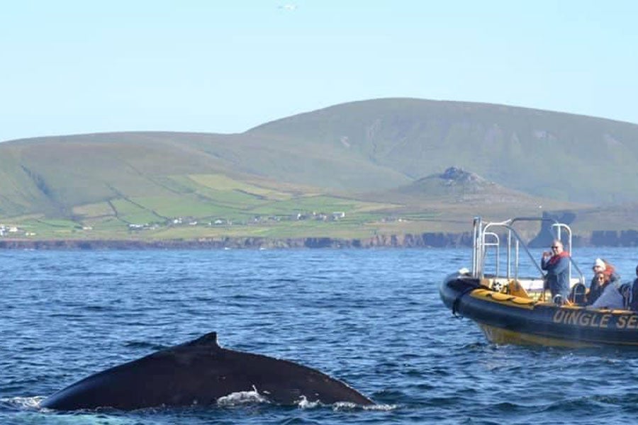 Visit Dingle Sea Safari with Discover Ireland