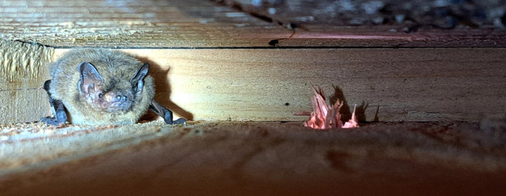 Nieuwe bewoners in natuurgebied van Evides - Evides Drinkwater