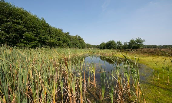 Waterwingebied Halsteren - Evides Drinkwater