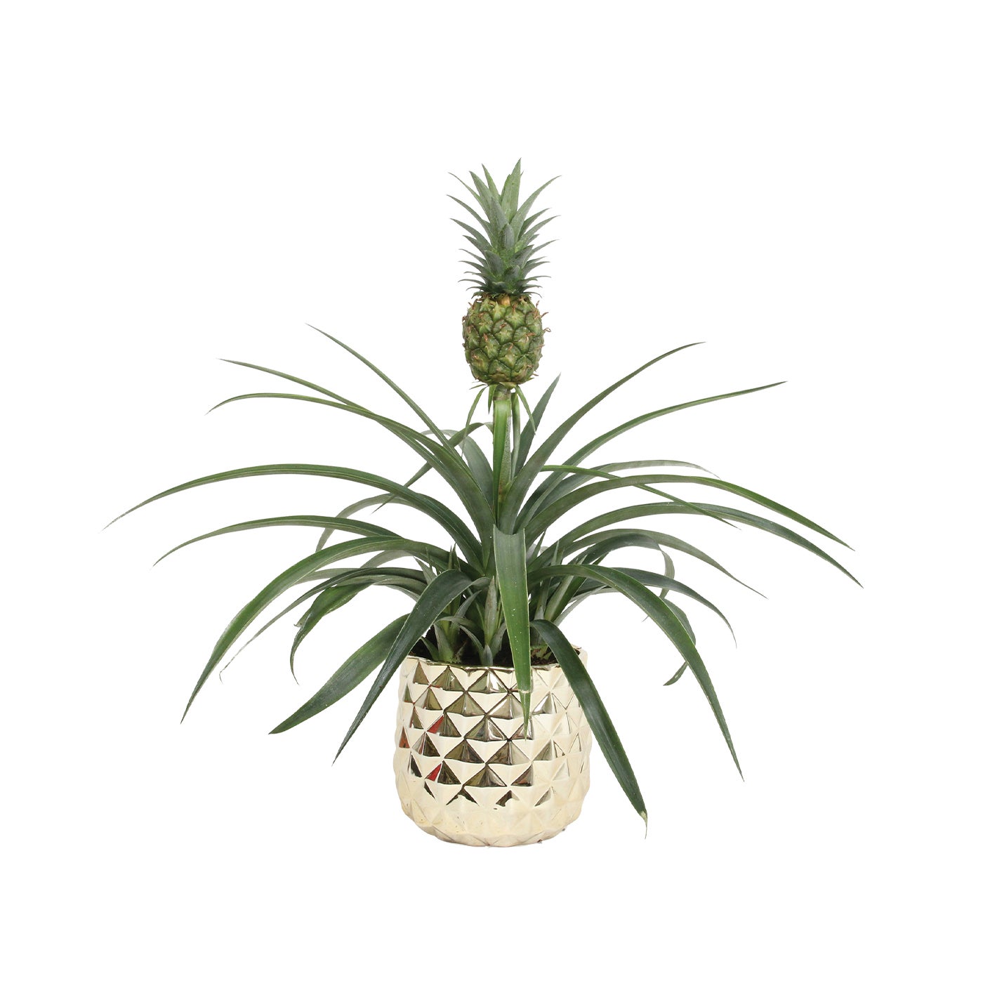 Oferta Selection - PENNY.