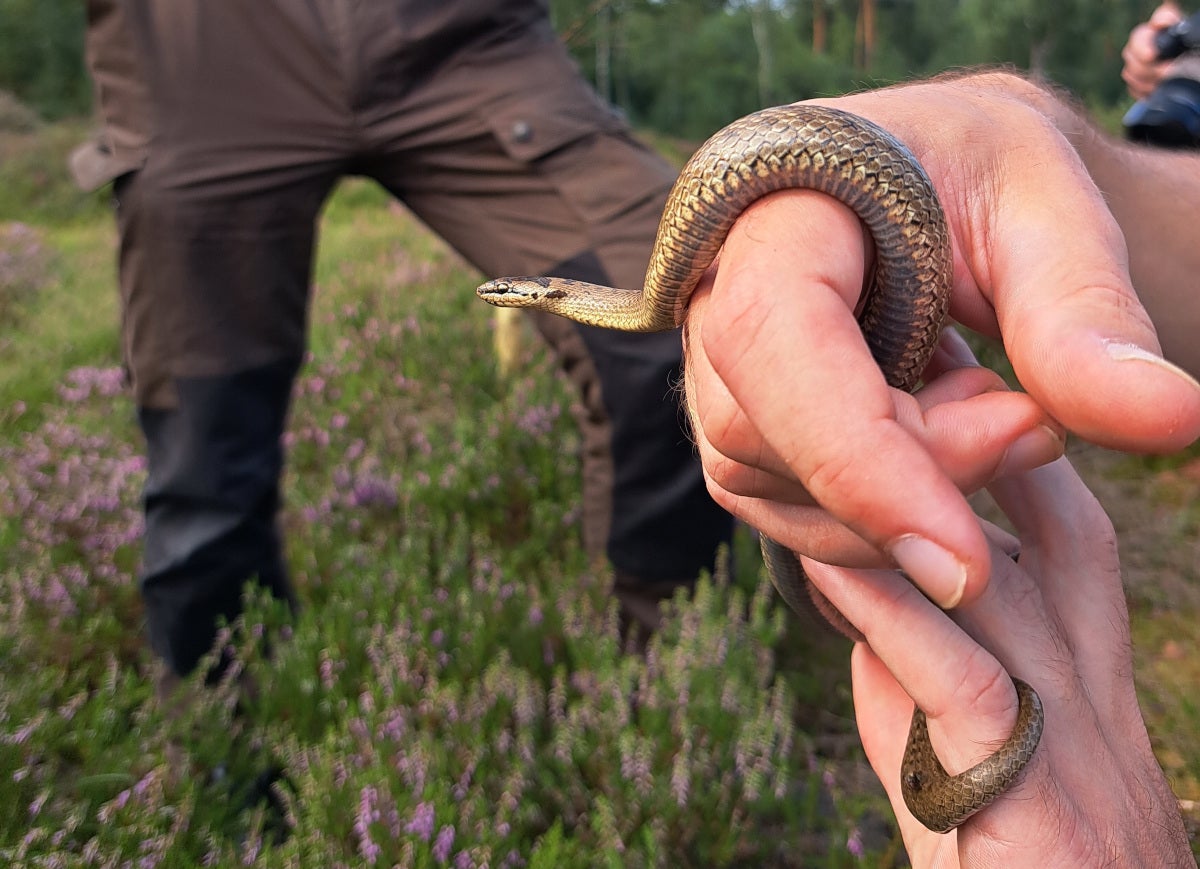 Gladde slang: icoonsoort voor de Brabantse Wal - Evides Drinkwater