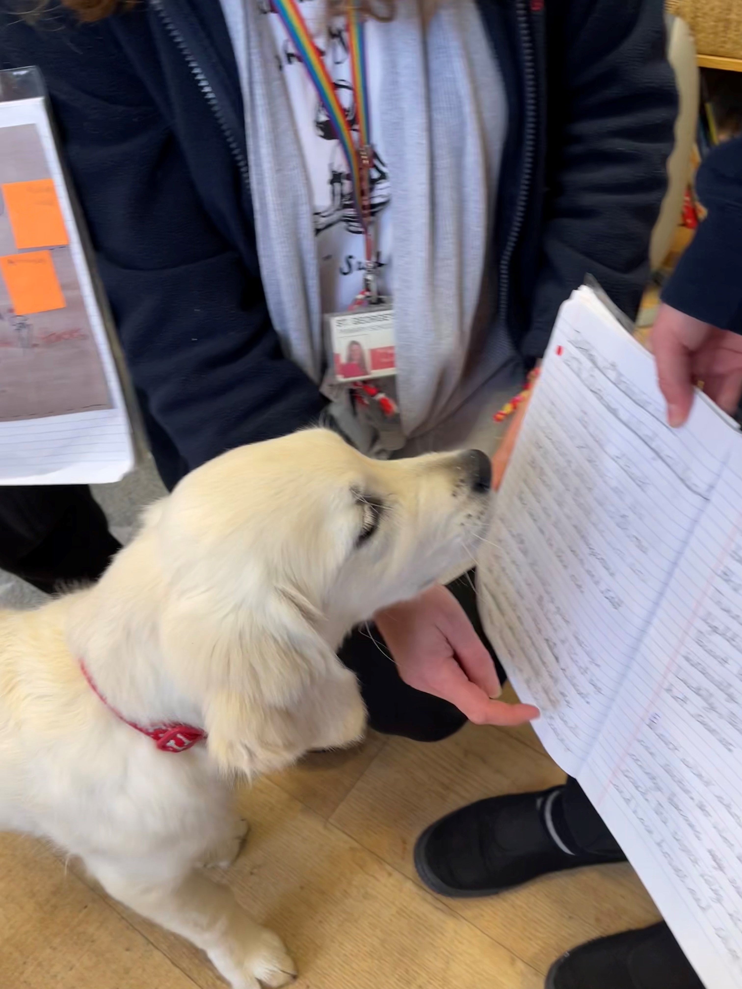 School Therapy Dog | Ineos Forgotten Forty