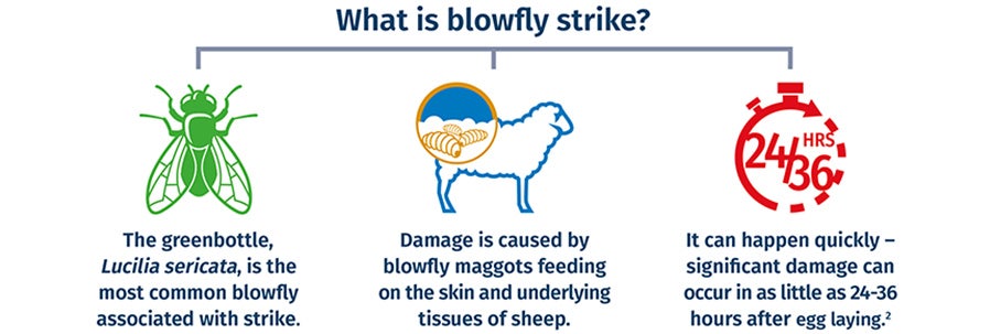 Importance of Preventing Blowfly Strike in Sheep | Elanco