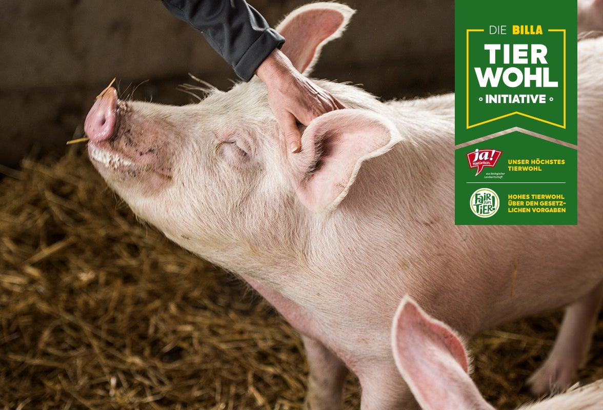 BILLA Tierwohl-Initiative | BILLA
