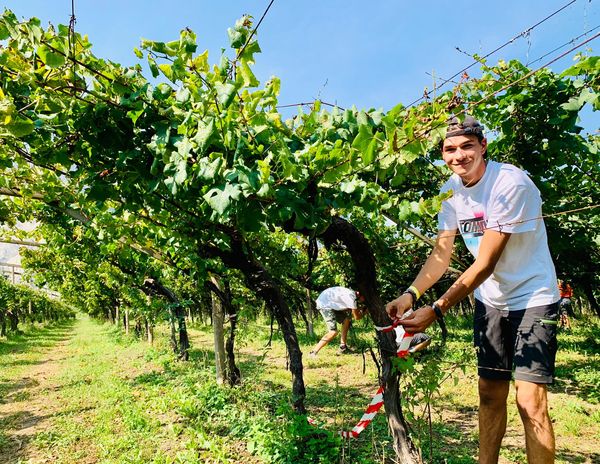 Berufsausbildung Winzerin - Winzer | Berufsschule