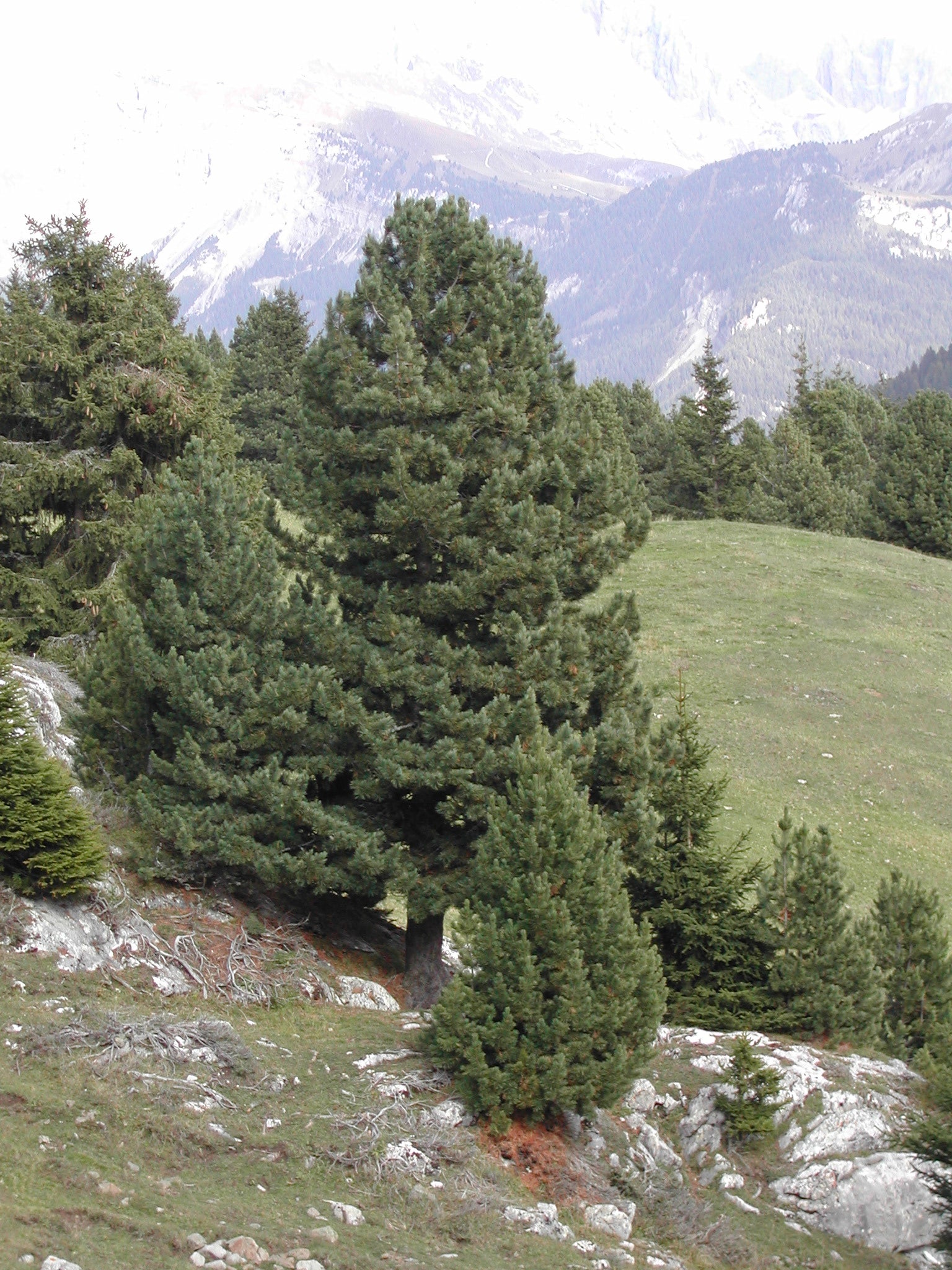 Die Hauptbaumarten Südtirols