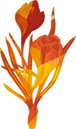 RHS Badminton Flower Show